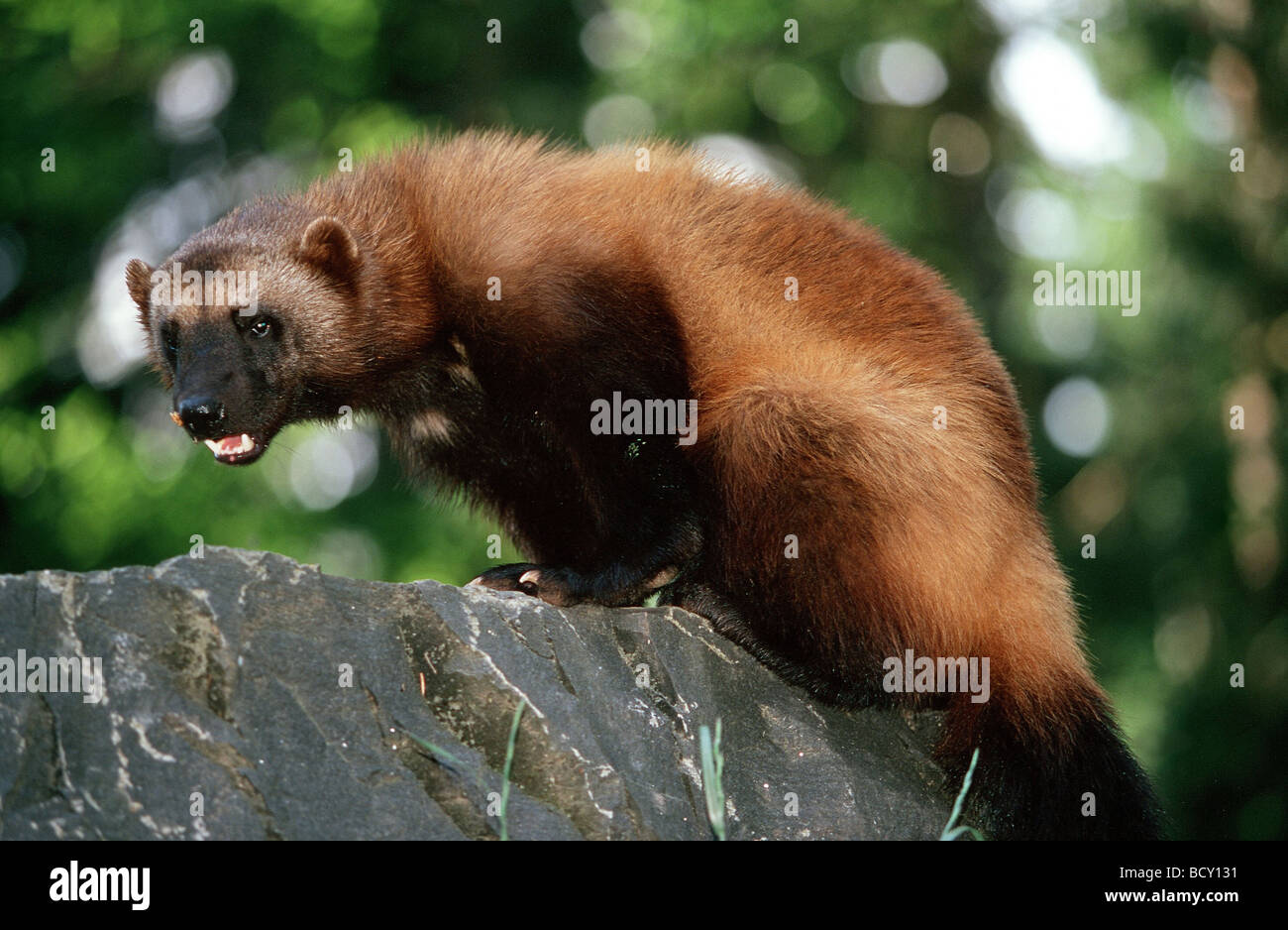 wolverine / gulo gulo Stock Photo - Alamy