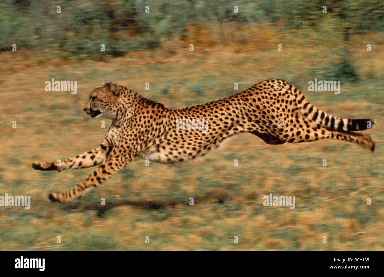 Cheetah Running Side View