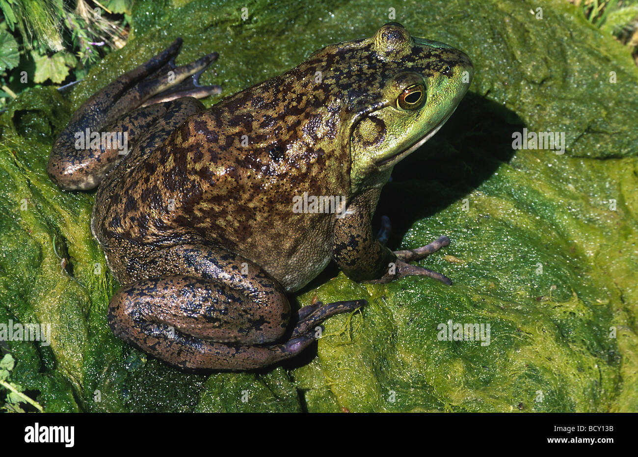 rana catesbeiana / American bullfrog Stock Photo - Alamy