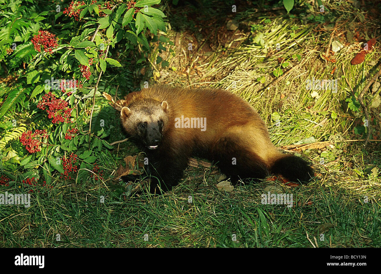 Wolverines gulo gulo hi-res stock photography and images - Alamy