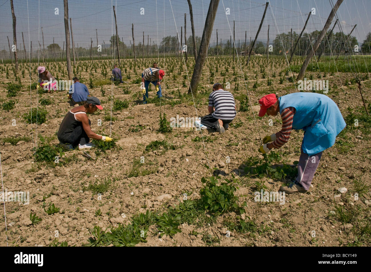Hop farming, 15 field workers tend to the young plants which will ...