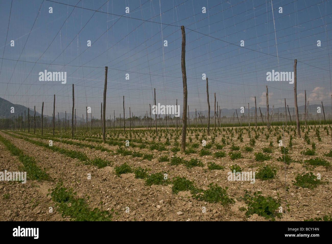 Hop farming, 15 field workers tend to the young plants which will ...
