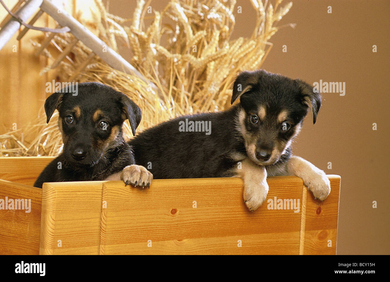 Dog Hutch High Resolution Stock Photography and Images - Alamy