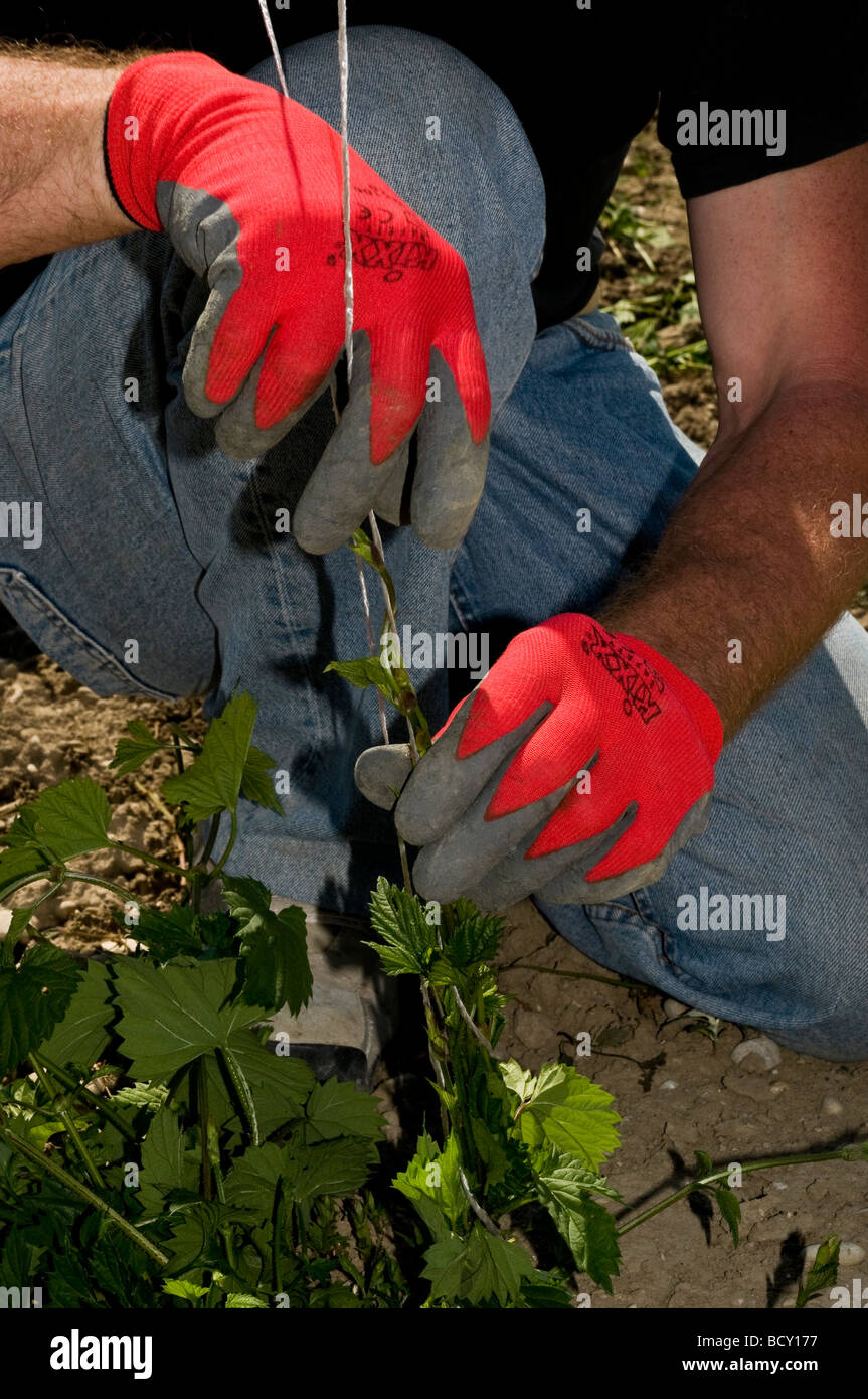 Hop farming, 15 field workers tend to the young plants which will ...