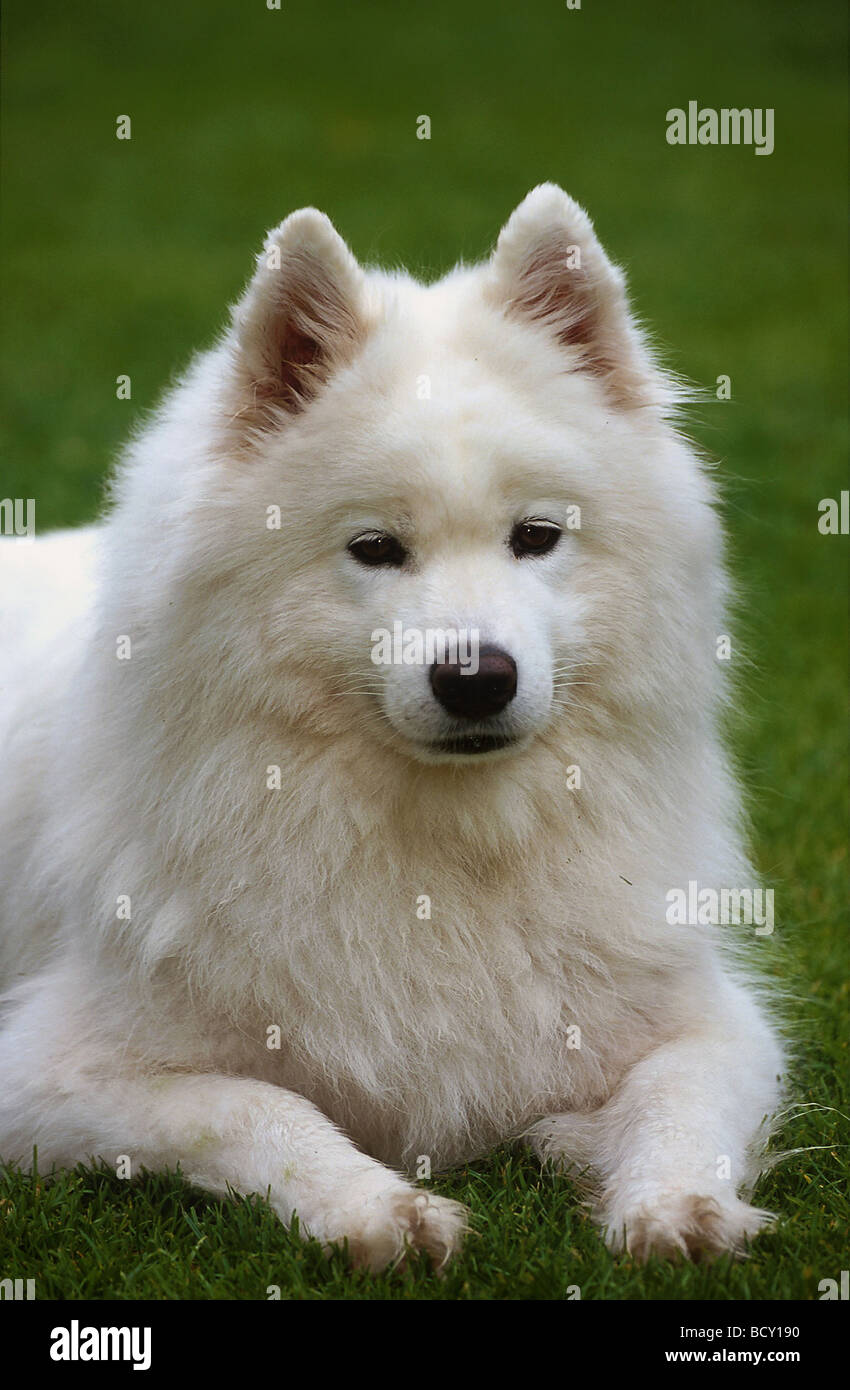 Samoyed dog. Portrait of adult dog Stock Photo - Alamy