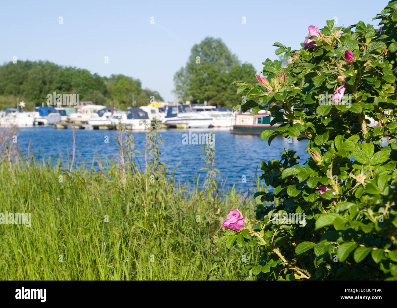 Colwick Country Park, Nottingham Nottinghamshire England UK Stock Photo ...