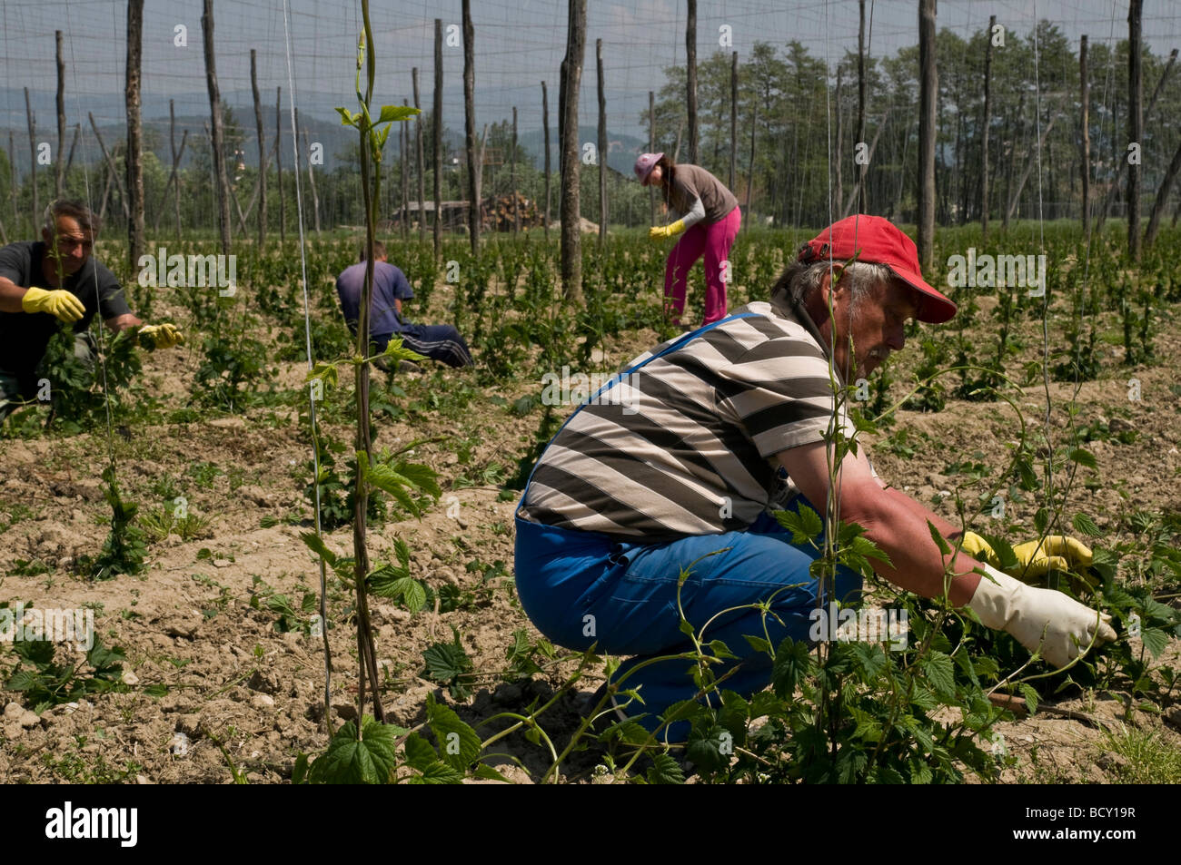 Hop farming, 15 field workers tend to the young plants which will ...