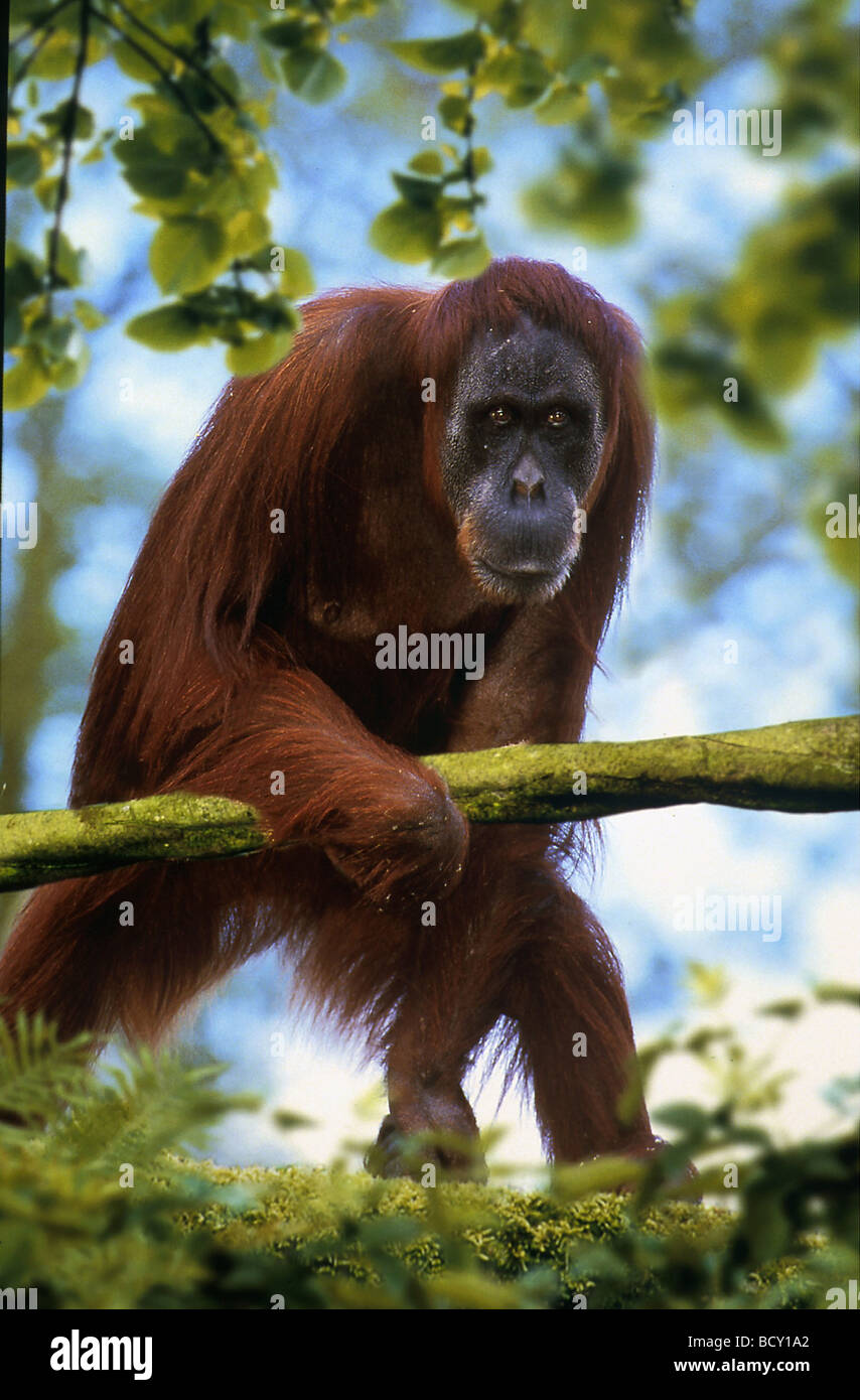 pongo pygmaeus / orangutan Stock Photo - Alamy