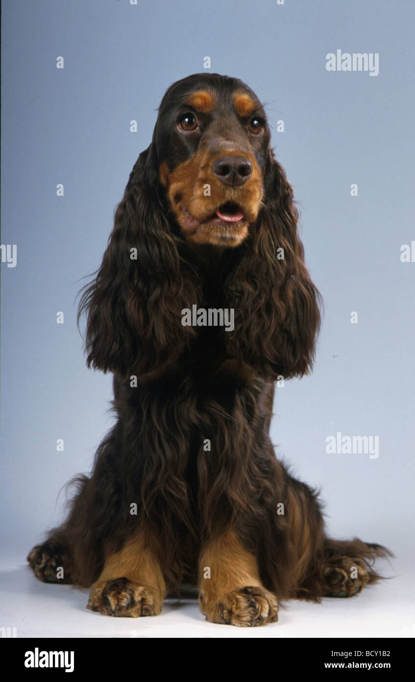 Gray cocker spaniel hi-res stock photography and images - Alamy