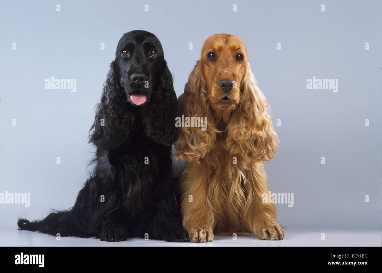 Gray cocker spaniel hi-res stock photography and images - Alamy