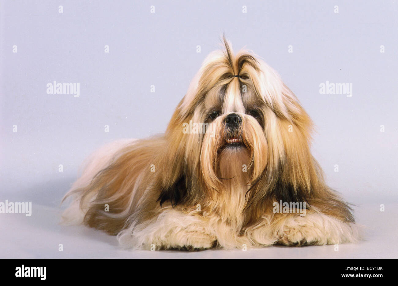 Shih Tzu. Adult dog lying. Studio picture against a grey background ...
