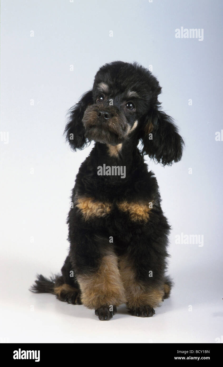 Dwarf poodles hi-res stock photography and images - Alamy