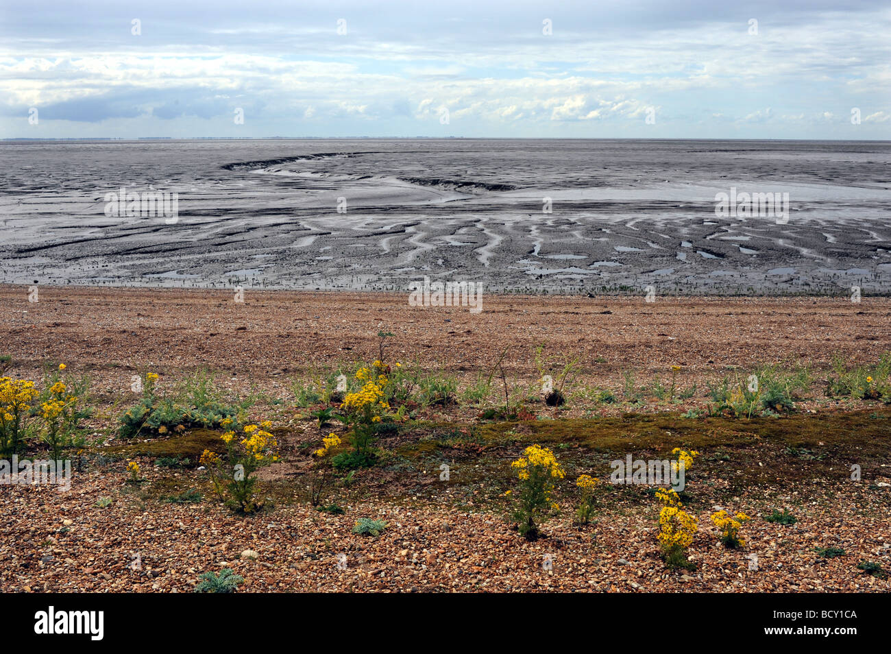 Low tide on the Wash at Snettisham RSPB nature reserve on the North ...