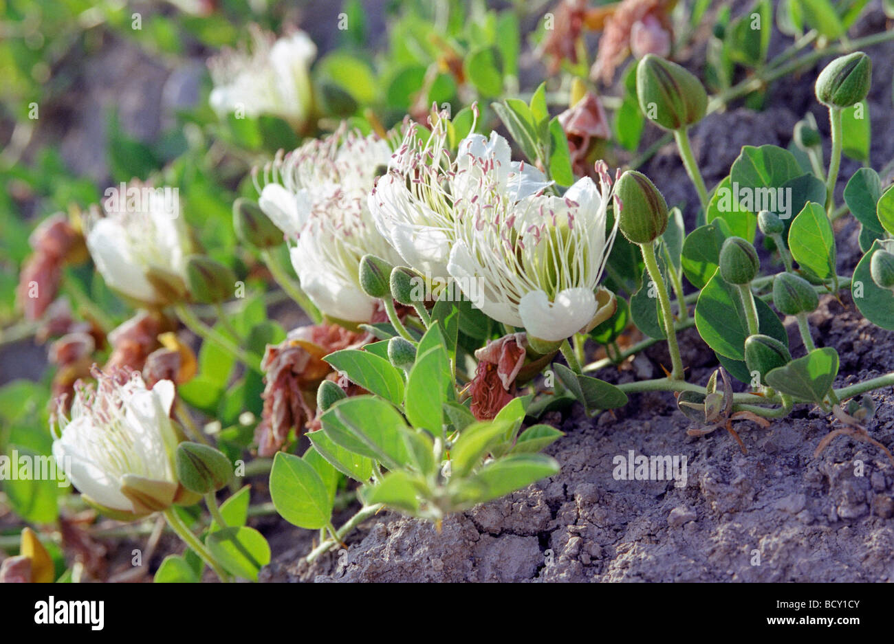 capers bud and flowers Stock Photo - Alamy