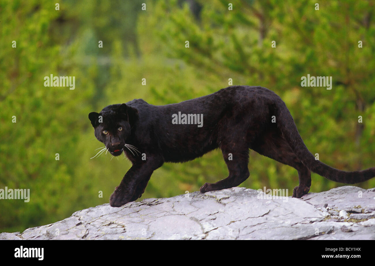 Panthera pardus asia Stock Photo - Alamy