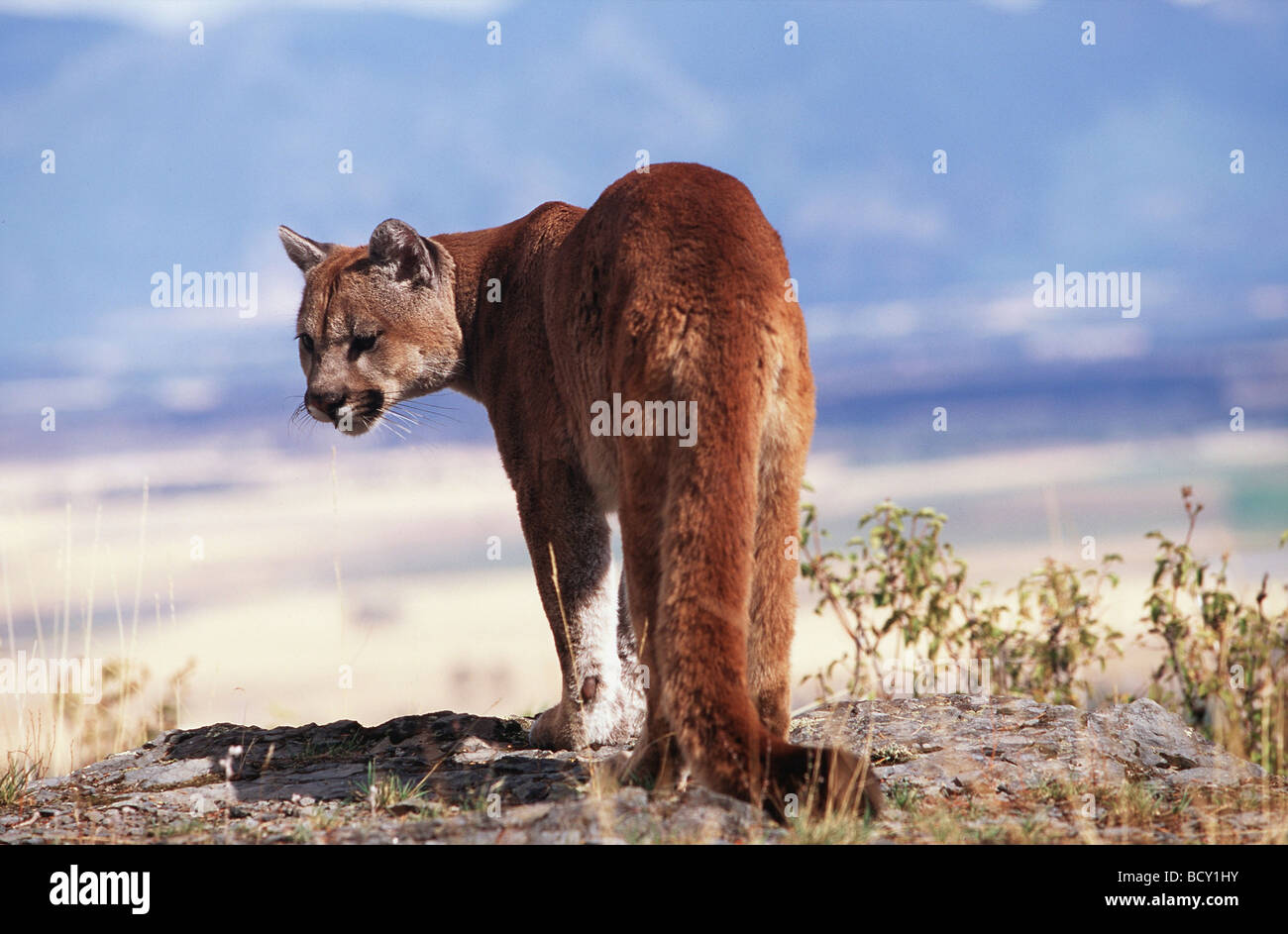 Felis concolor / Puma concolor / cougar , mountain lion Stock Photo - Alamy