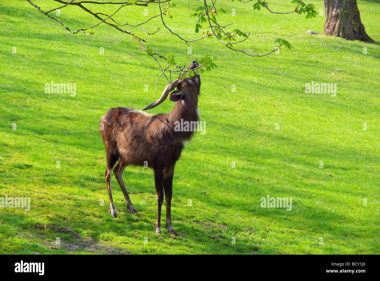 African antilope hi-res stock photography and images - Alamy