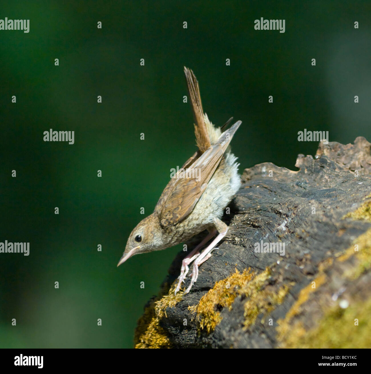 Nightingale bird europe hi-res stock photography and images - Alamy