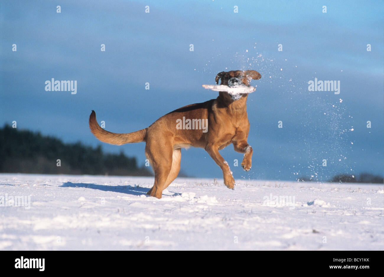half-breed rhodesian ridgeback in snow Stock Photo - Alamy