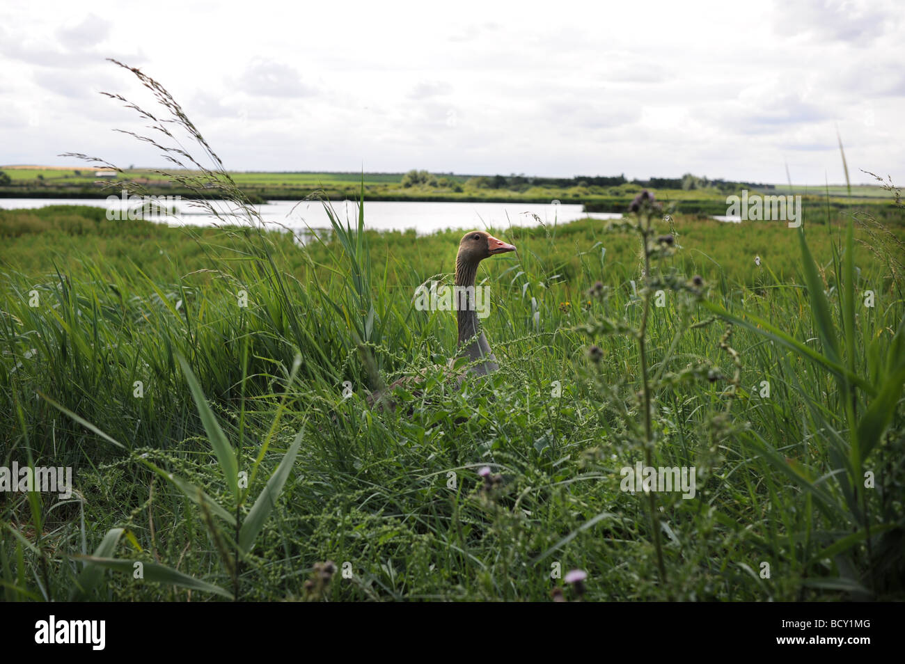 A Greylag Goose Anser anser at the RSPB Titchwell Marsh nature reserve ...
