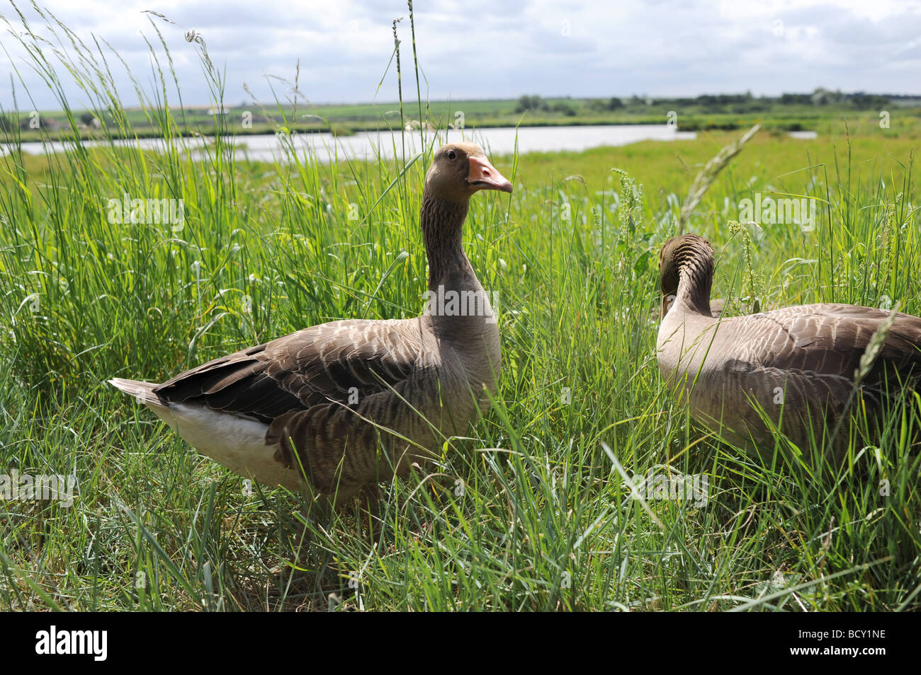 A Greylag Goose Anser anser at the RSPB Titchwell Marsh nature reserve ...