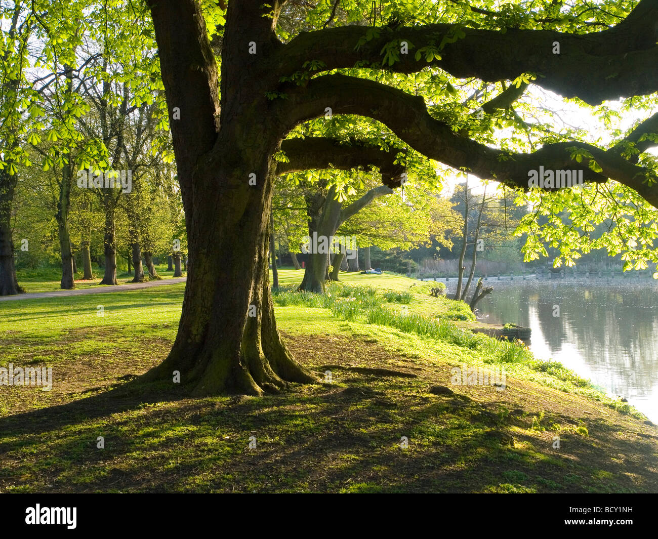 Trees lining the lake at Highfields Park, Beeston Nottingham ...