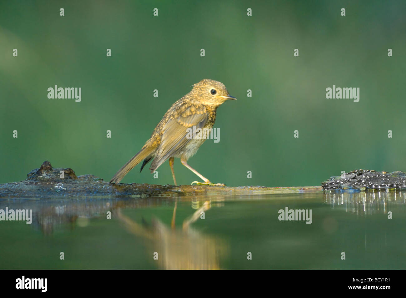 Juvenile robin hi-res stock photography and images - Alamy