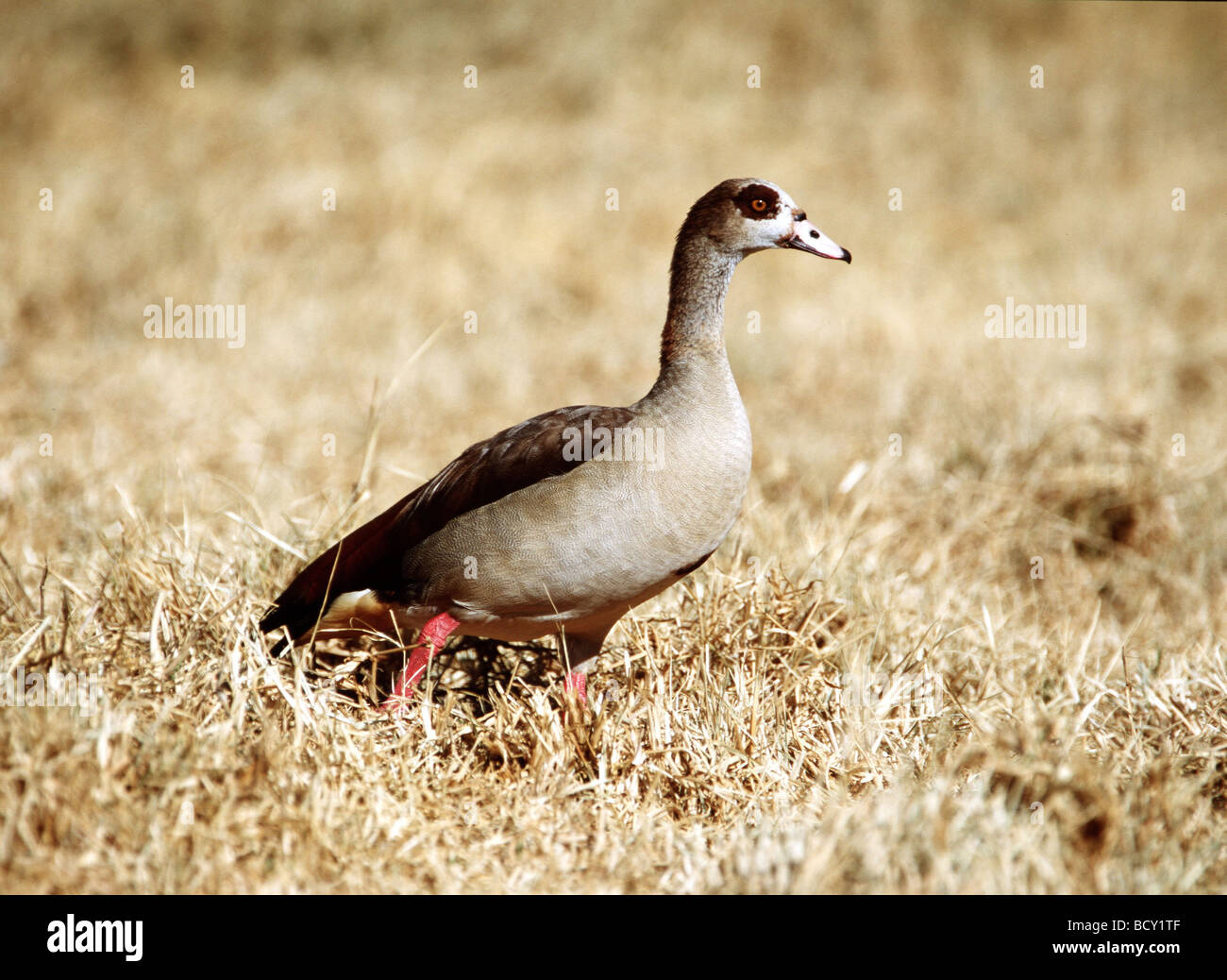 Egyptian gooses hi-res stock photography and images - Alamy