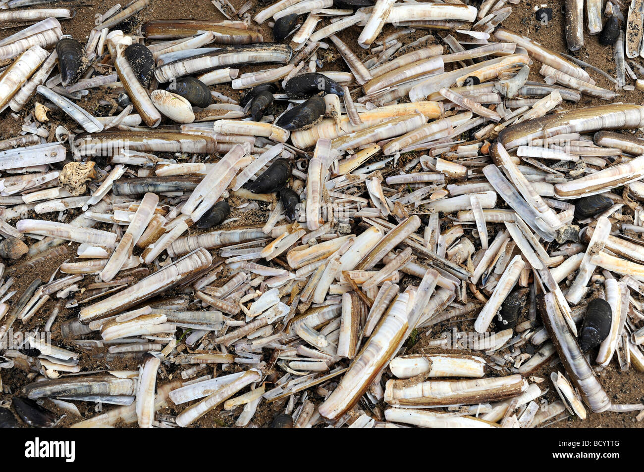 Empty razor clam shells on the beach at the RSPB Titchwell Marsh nature ...
