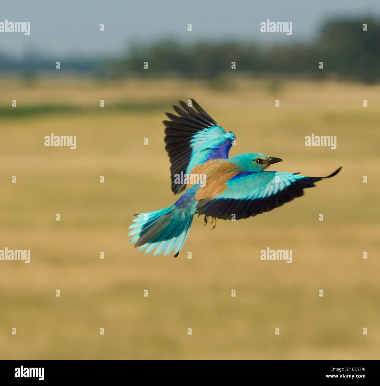 European roller Coracias garrulus Hungary Stock Photo - Alamy