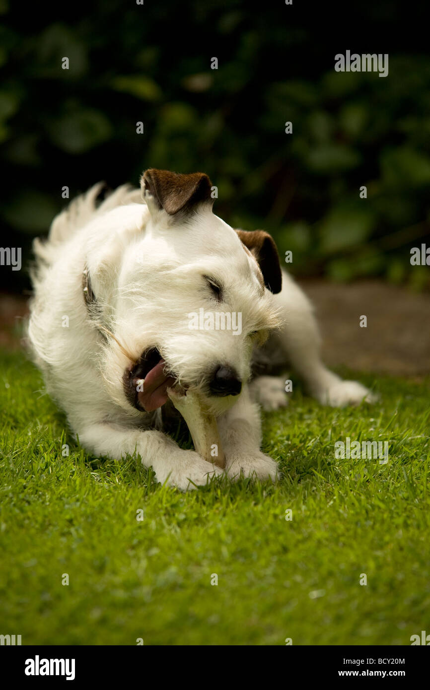 Gnawing hi-res stock photography and images - Alamy