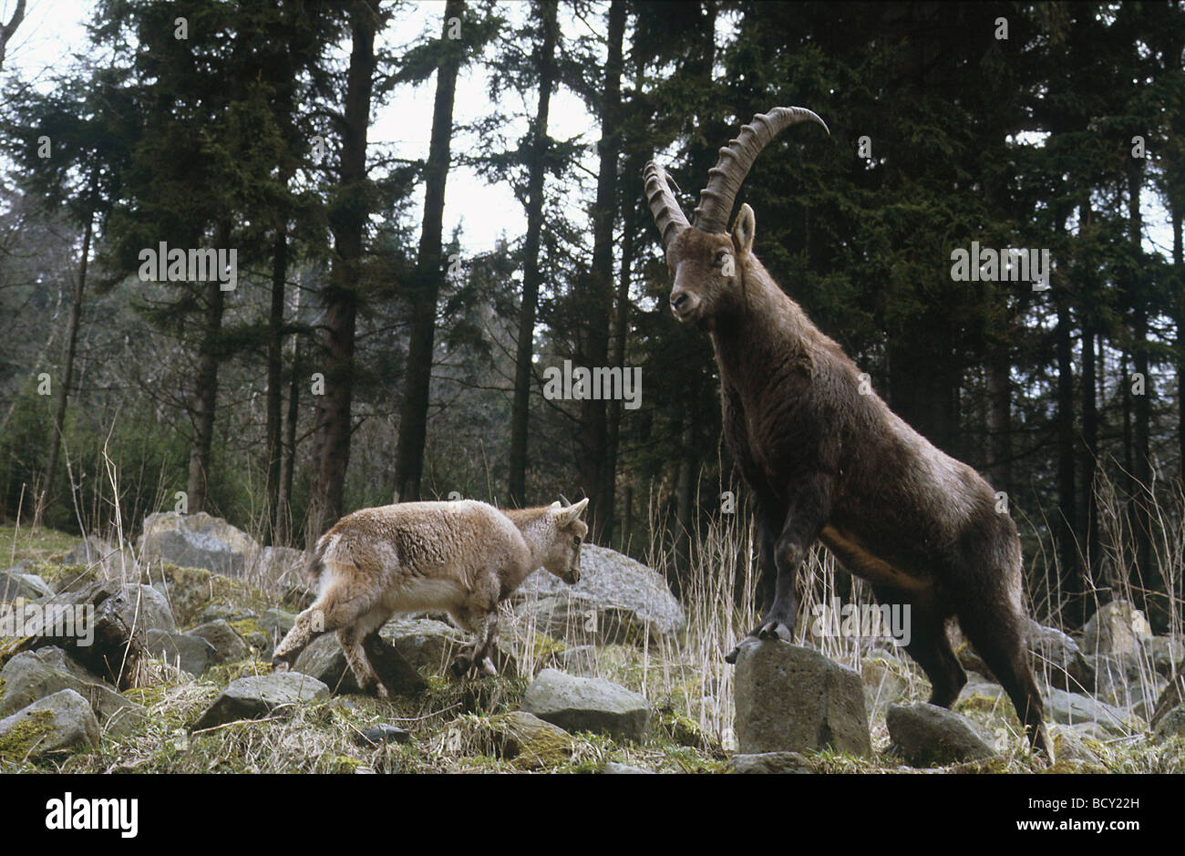 Ibex fawns hi-res stock photography and images - Alamy