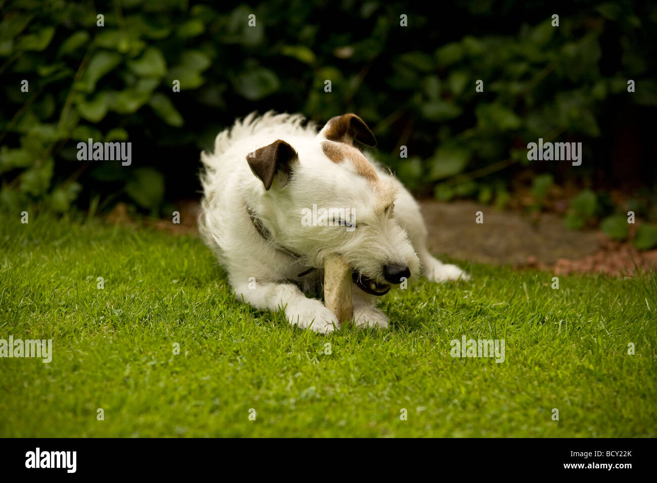 jack russel busy gnawing at a bone Stock Photo - Alamy