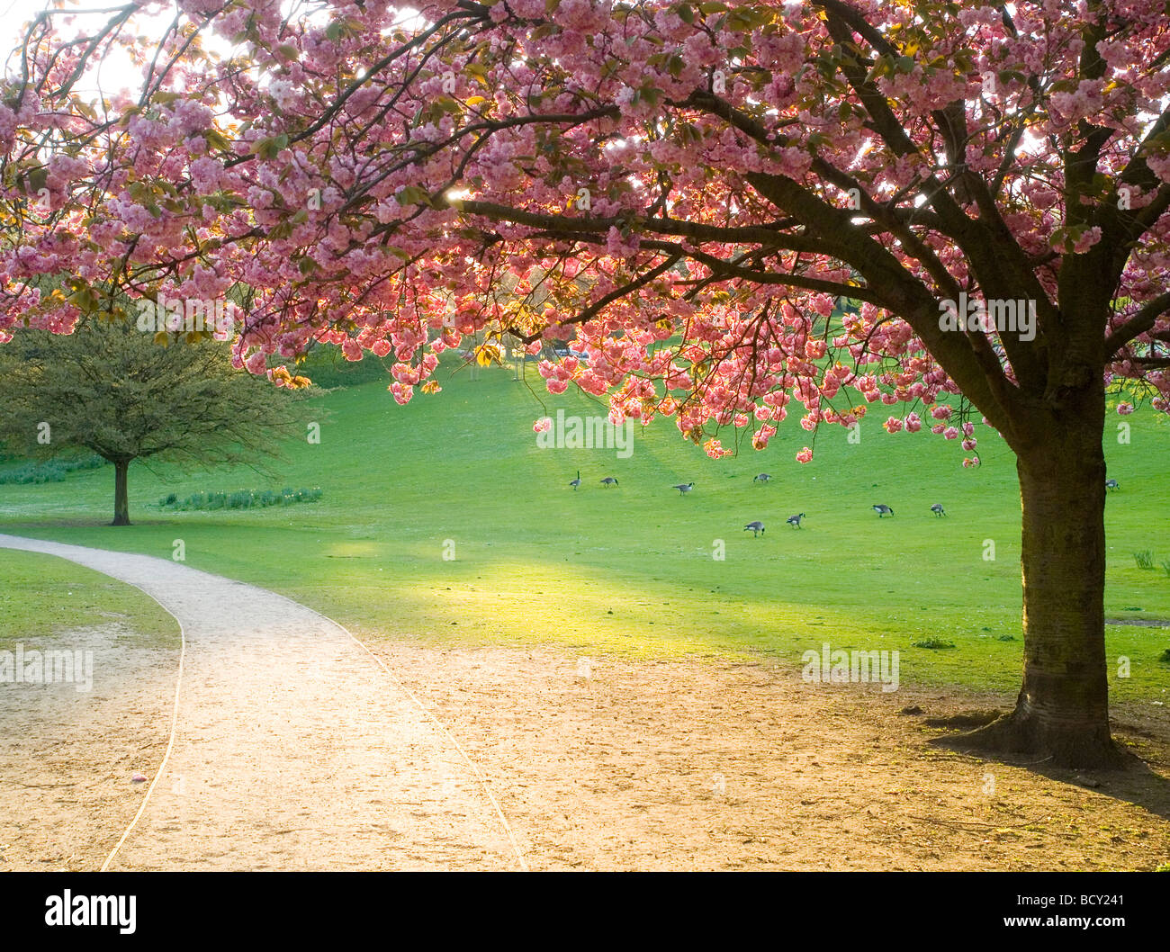 Pretty pink blossom on a tree at Highfields Park, Beeston Nottingham ...