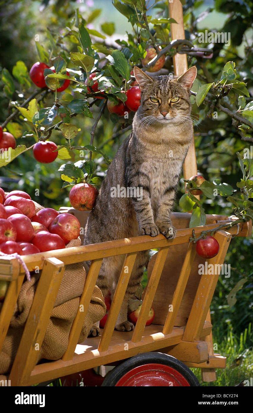 Domestic cat. Tabby adult in a hand cart next to ripe apples Stock ...