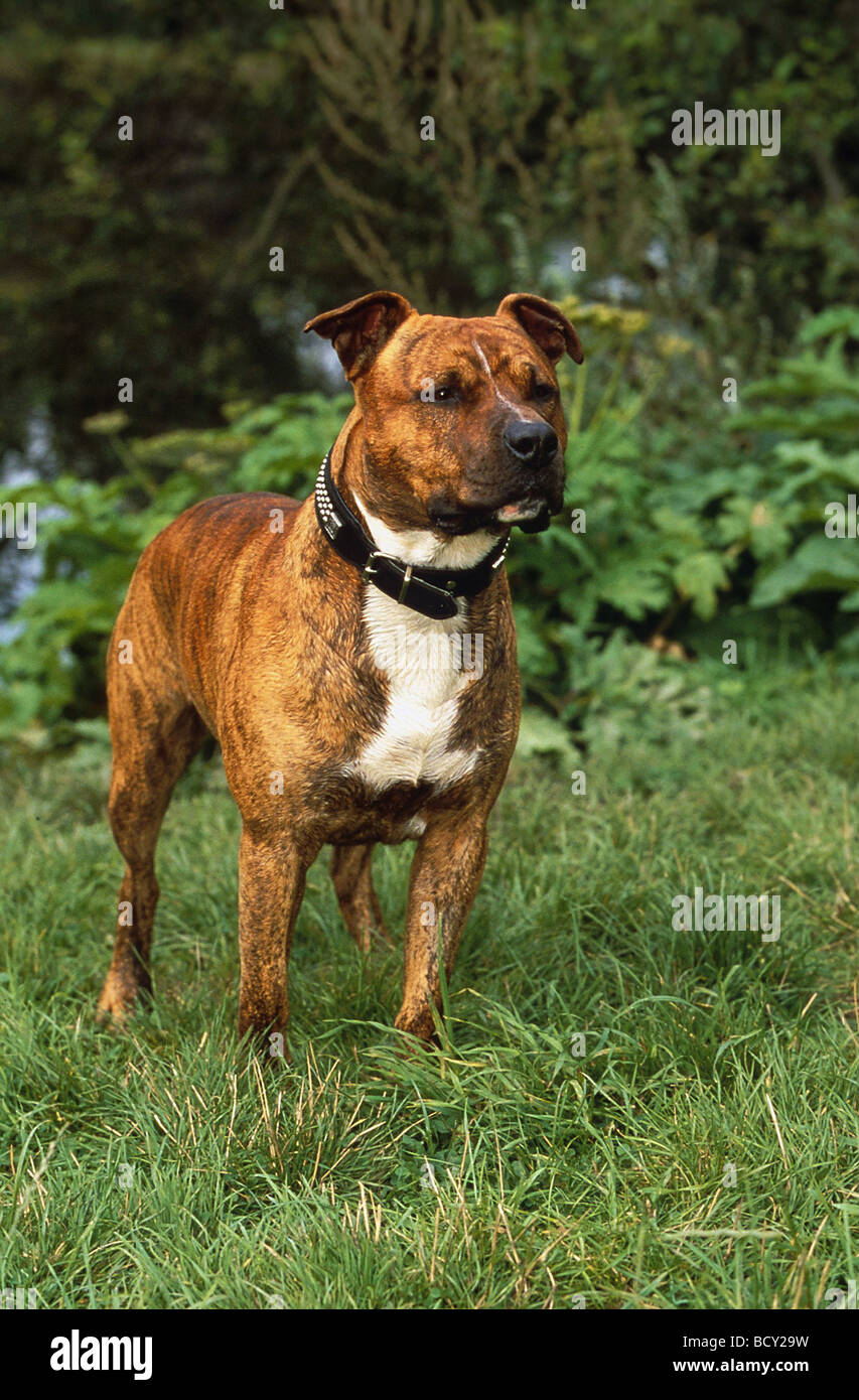 American Staffordshire Terrier / Pit Bull Terrier Stock Photo - Alamy