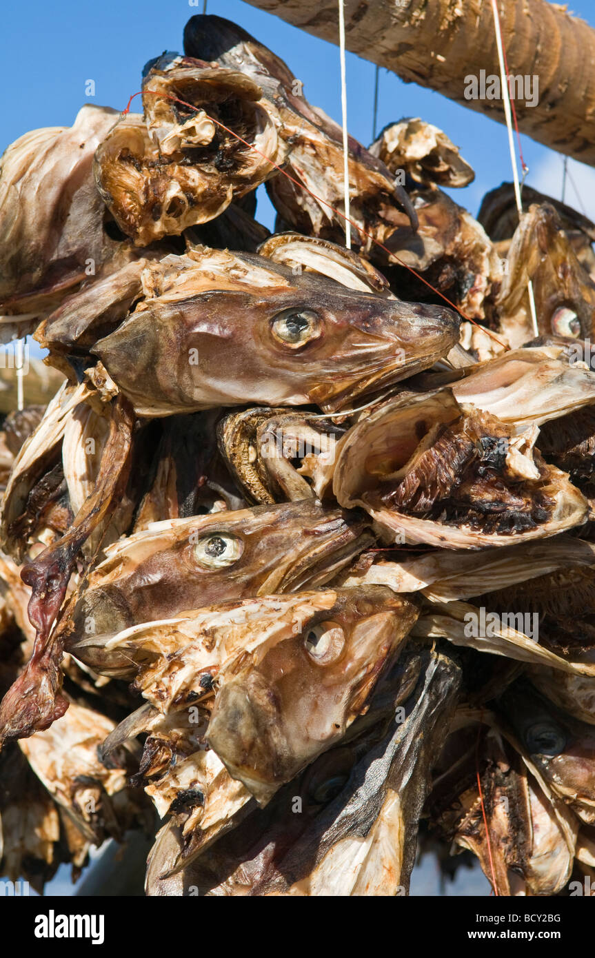 Cod Stockfish heads hang to dry in cold winter air, Lofoten islands ...