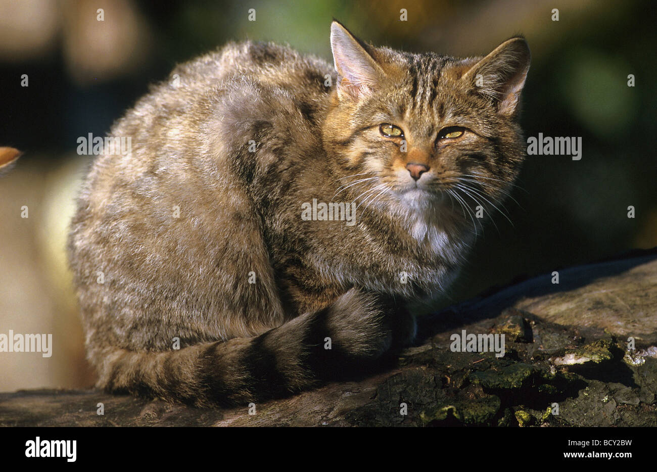 felis silvestris / European wildcat Stock Photo - Alamy
