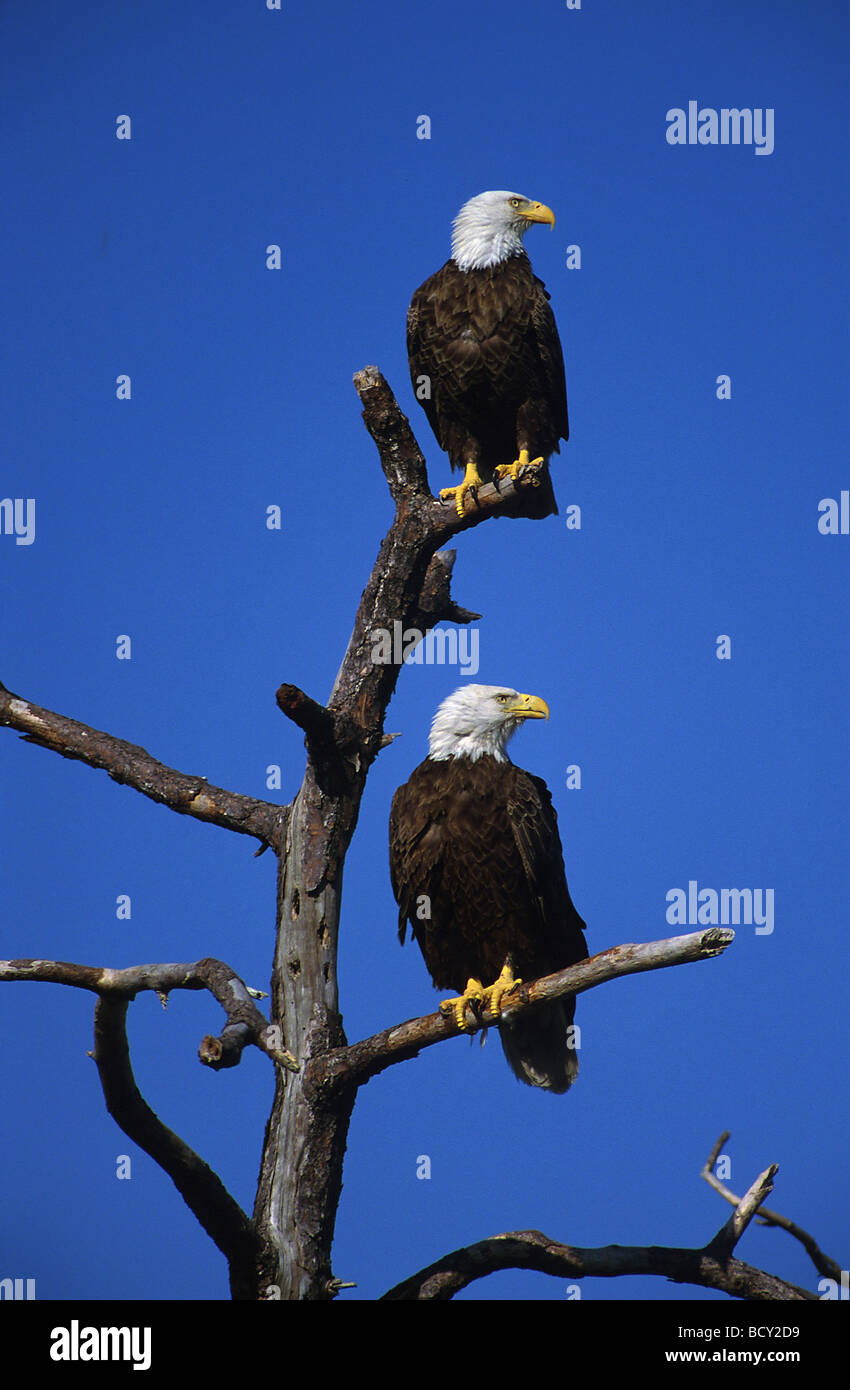 Two headed eagles hi-res stock photography and images - Alamy