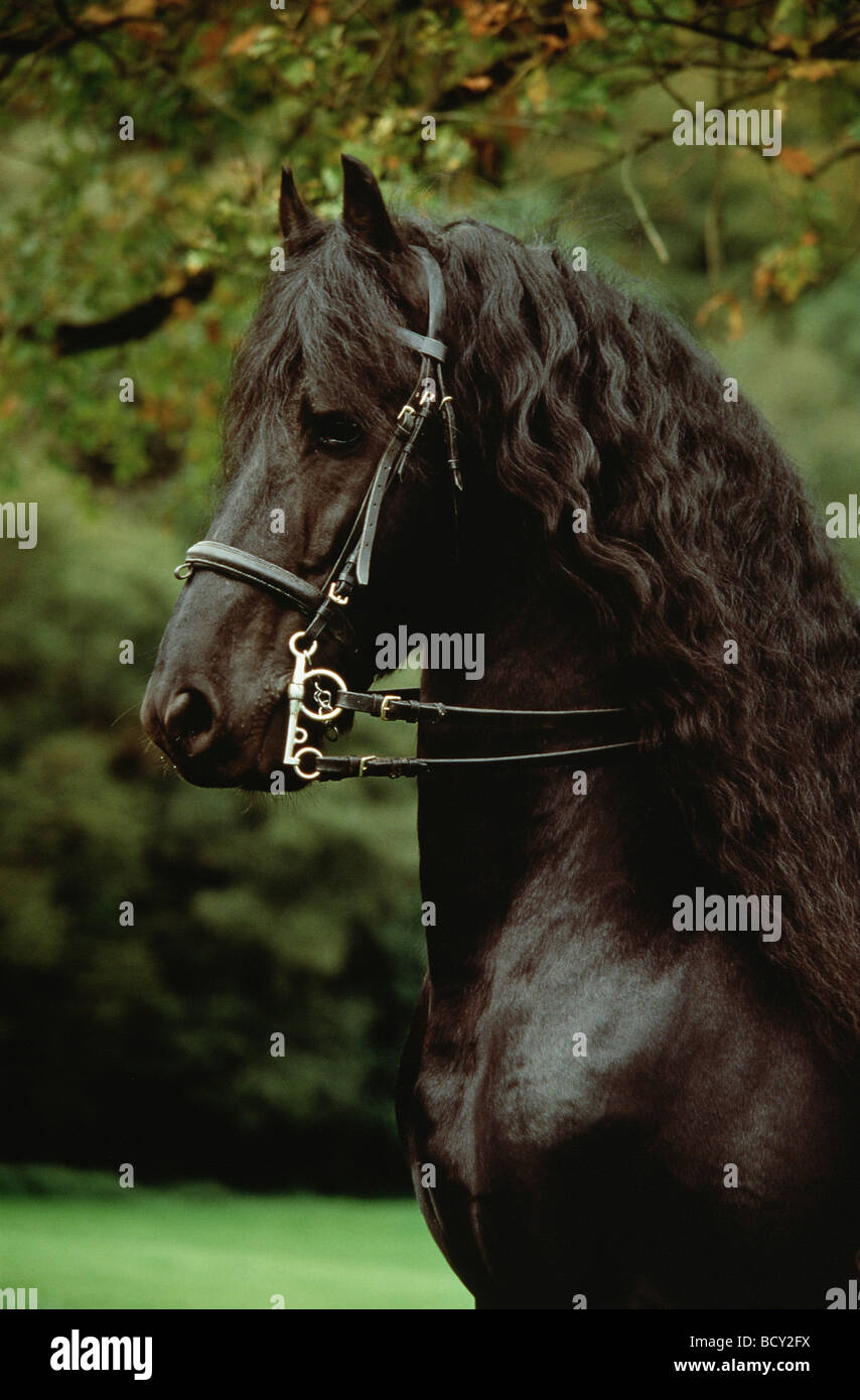 Friesian horse. Portrait of black stallion Stock Photo - Alamy