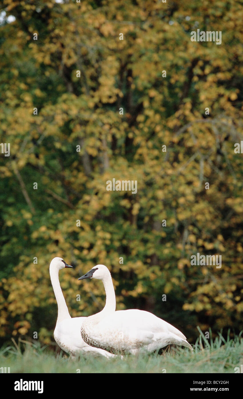 Pairs of trumpeter swans hi-res stock photography and images - Alamy