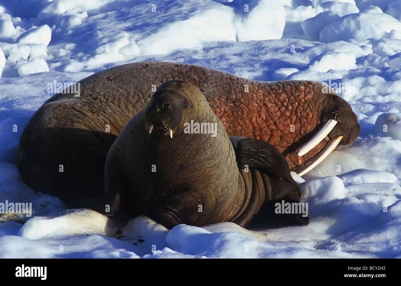 walros / Odobenus rosmarus Stock Photo - Alamy