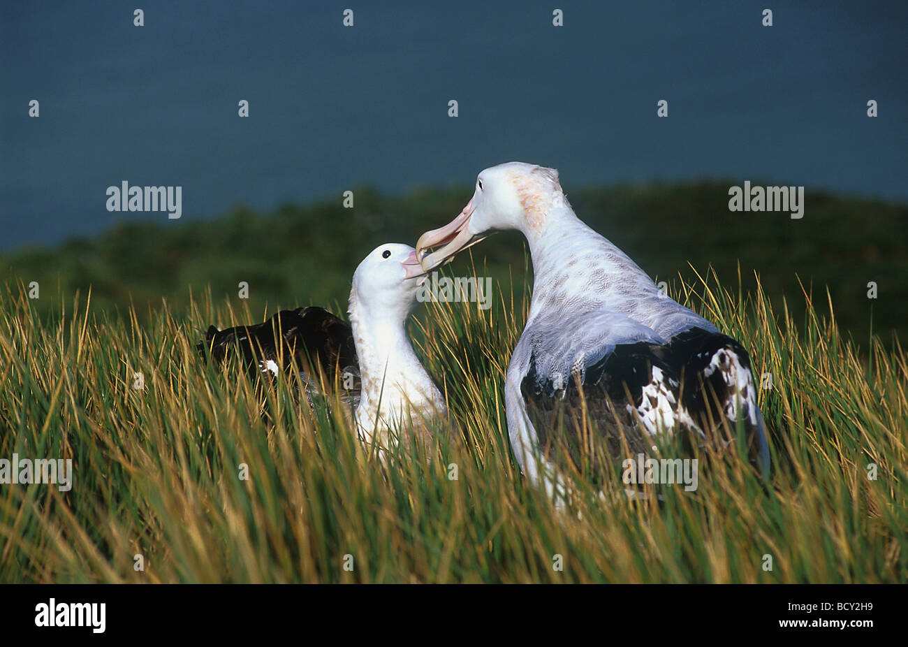 Diomedea exulans / wandering albatross Stock Photo - Alamy