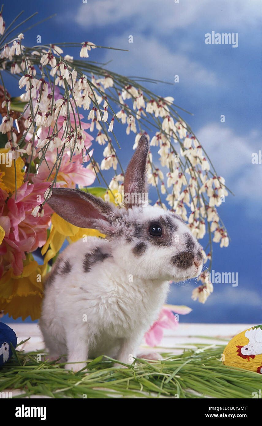 young rabbit easter Stock Photo - Alamy