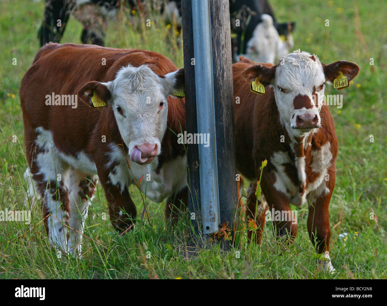 Norwegian Red Cattle