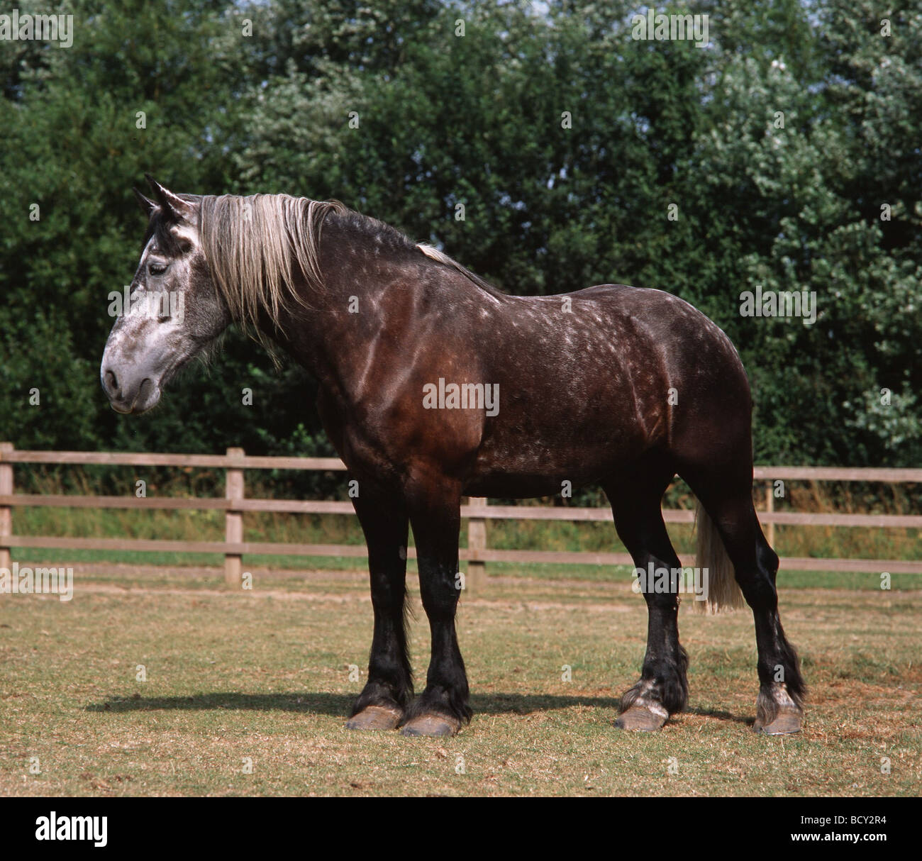 Percheron horses france hi-res stock photography and images - Alamy