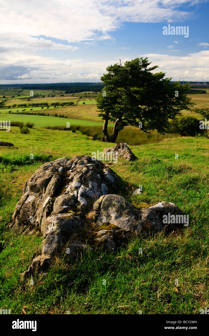 View of wind swept tree at top of Loudoun hill with rocky foreground ...