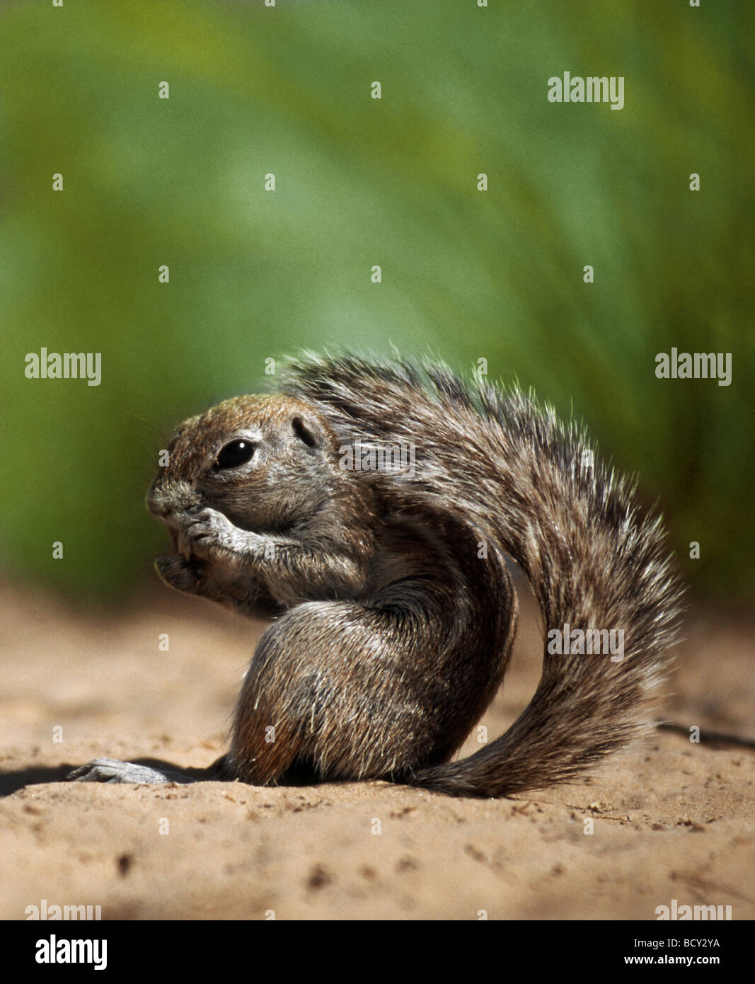 Striped shades hi-res stock photography and images - Alamy