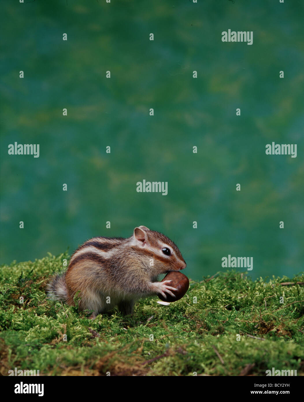 Western chipmunks hi-res stock photography and images - Alamy