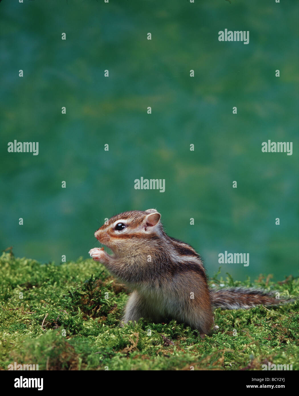 Western chipmunks hi-res stock photography and images - Alamy